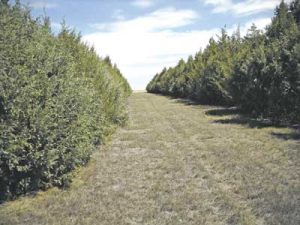 FireWise Techniques for the farm - Country Culture