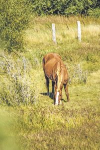 Recognizing ‘swamp cancer’ in horses - Country Culture
