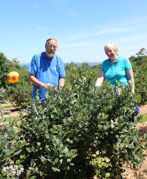Blueberry picking and getting ready for Christmas - Country Culture