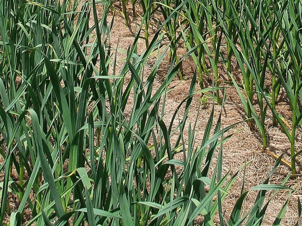 Growing great garlic - Country Culture