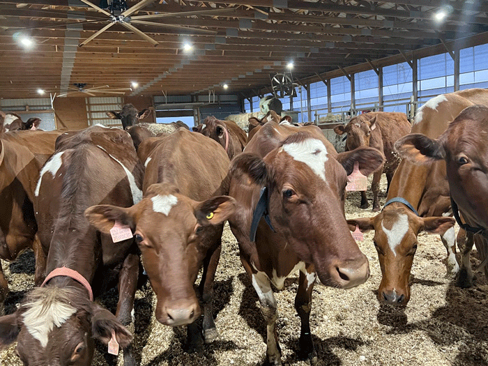 Free-stall and bedded pack cattle barns - Country Culture