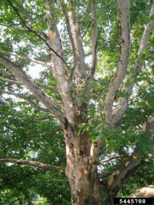 Sycamore: Renewable energy alternative - Country Culture