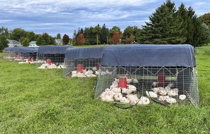 Cultured livestock and poultry cells - Country Culture