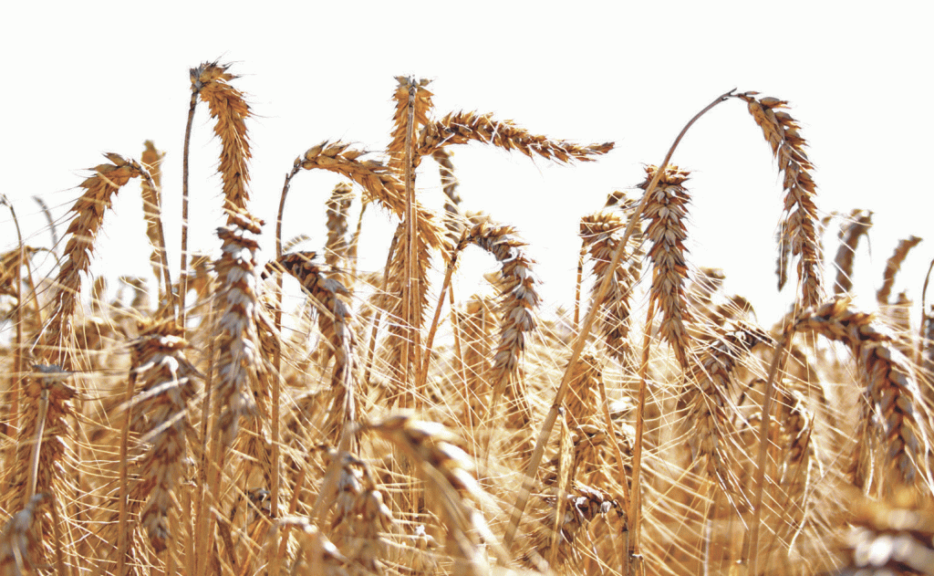 Belly up to the barley - Country Culture