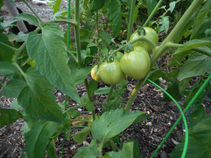 A history of tomatoes - Country Culture