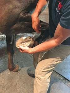 Horse Tales: Watch out for thrush! - Country Culture