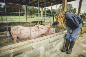 Best backyard breeds of pigs - Country Culture