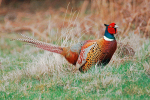 Day-Old Pheasant Chick Program - Country Culture