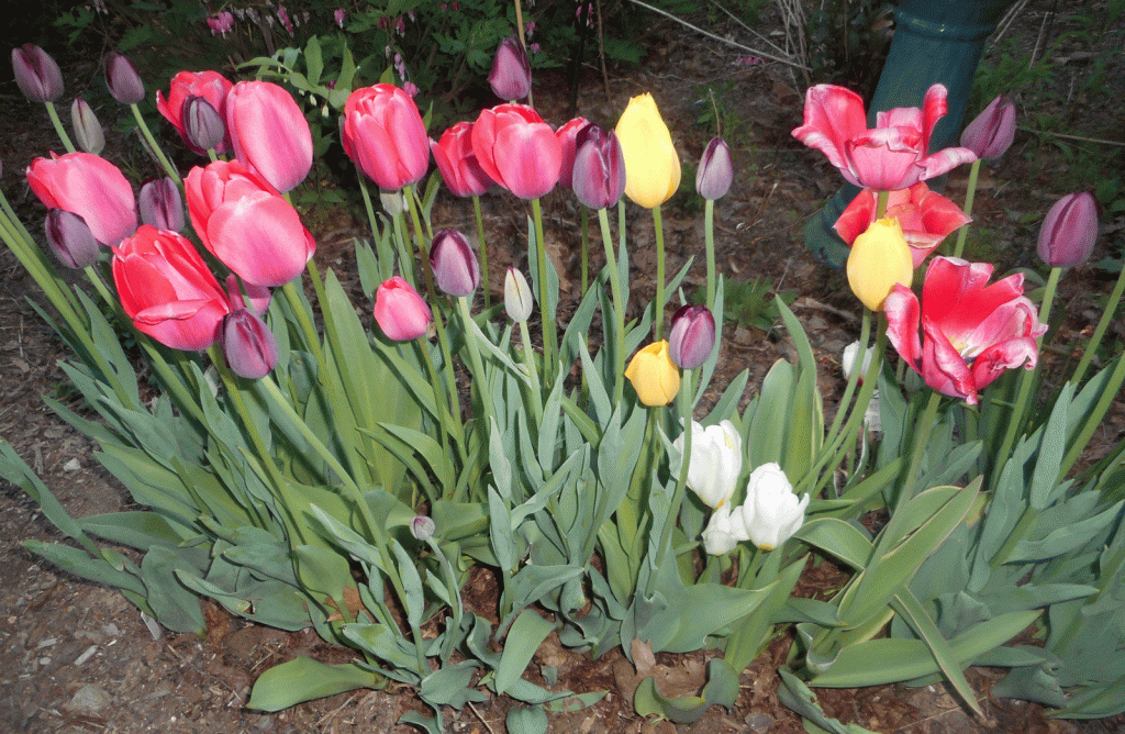 Tulip mania: Fun facts about tulips - Country Culture