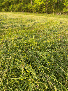 What makes good hay? - Country Culture