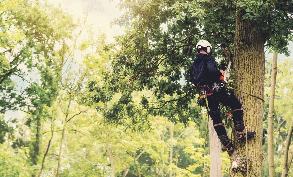Arborist appreciation - Country Culture