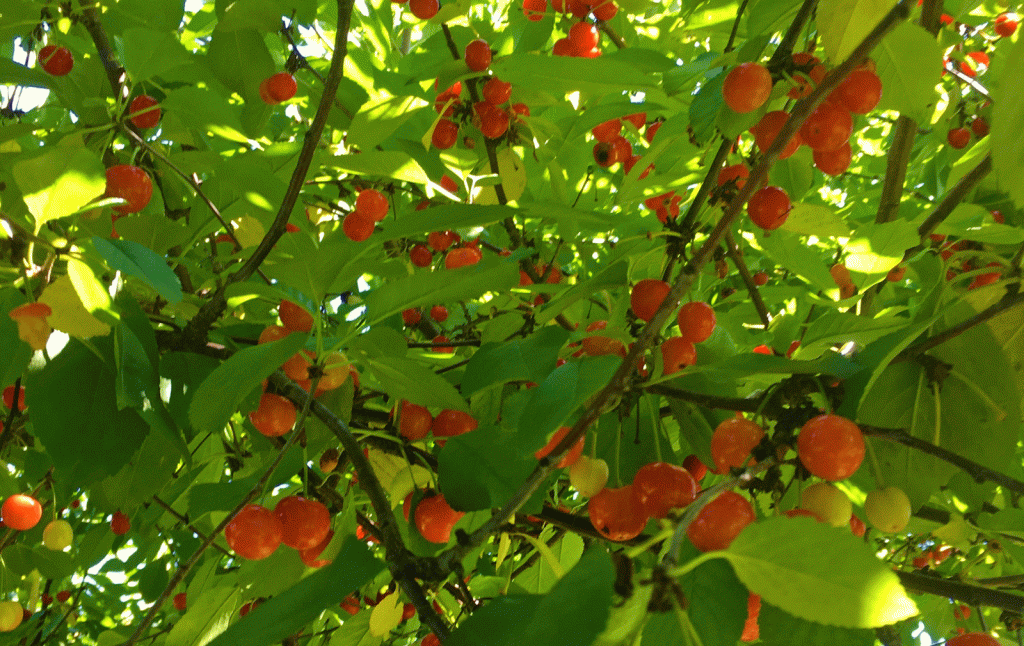 It’s sour cherry season - Country Culture