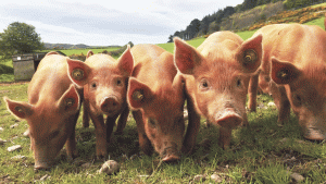 Pig Breed Highlight: Red Wattles - Country Culture