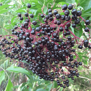 Ten shrubs for autumn berries - Country Culture