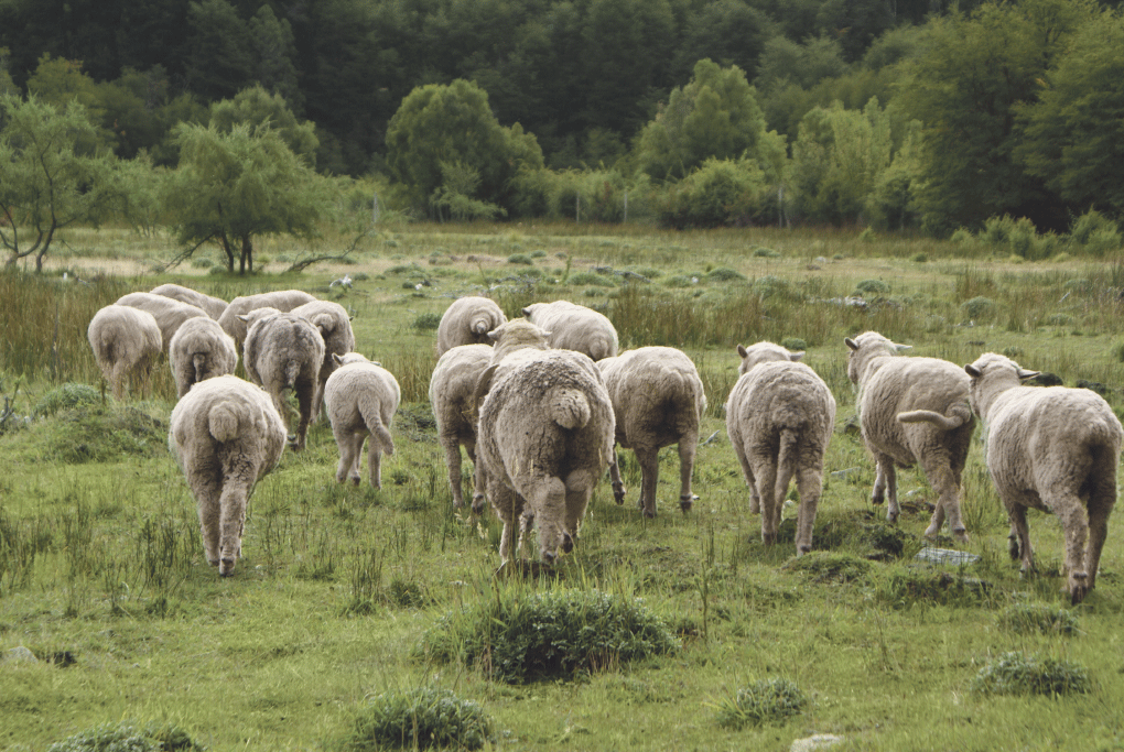 Paying attention to your pastures - Country Culture
