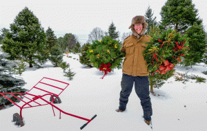 Aphid control in Christmas trees - Country Culture