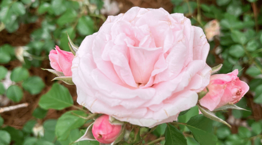 American Rose Society is celebrating National Rose Month - Country Culture