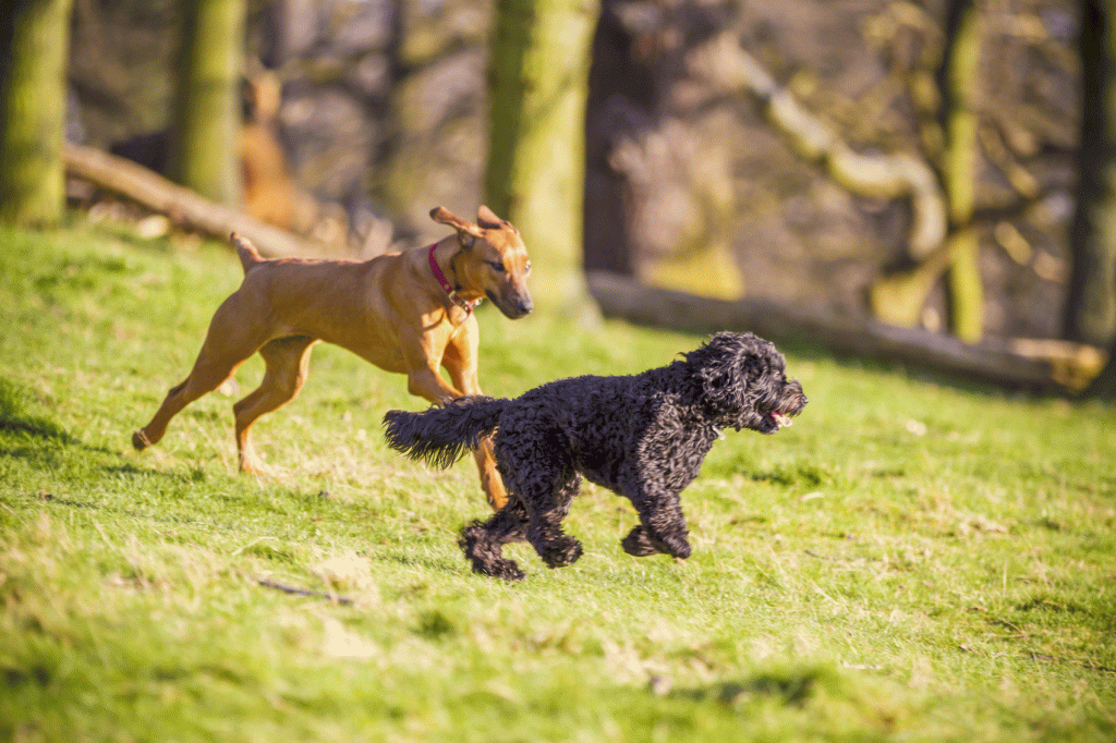 Can dogs eat human food? - Country Culture