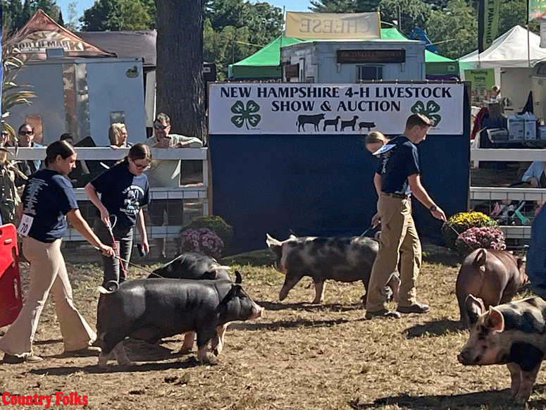 NH 4-H Showmanship at the Hopkinton State Fair - Country Culture