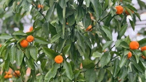 Growing citrus trees as houseplants - Country Culture