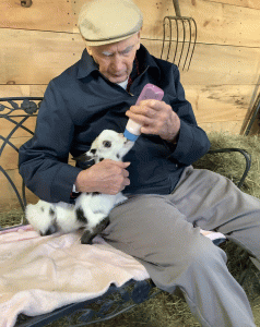 Breeding superior dairy goats - Country Culture