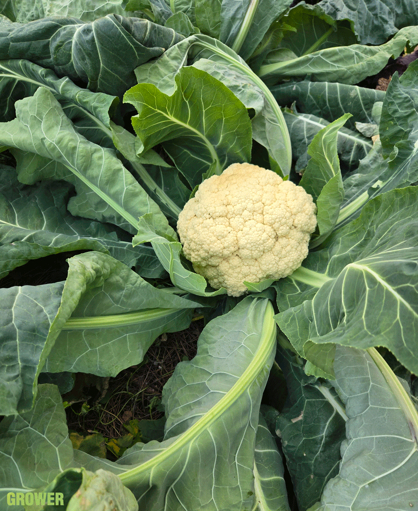 Successfully growing summer-harvested broccoli - Country Culture