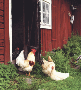 Many questions, few answers - Country Culture