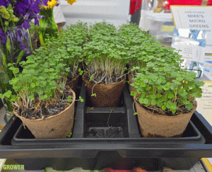 Microgreens: Keeping it safe - Country Culture