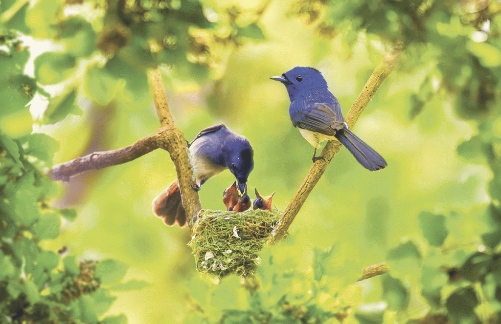 Creating bird-friendly communities - Country Culture