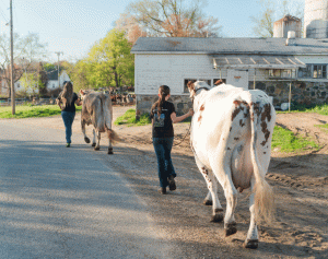 Getting smaller to stay in - Country Culture