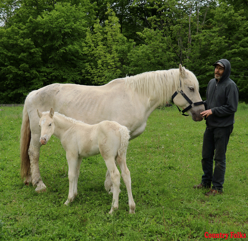 American Cream Draft foal born - Country Culture