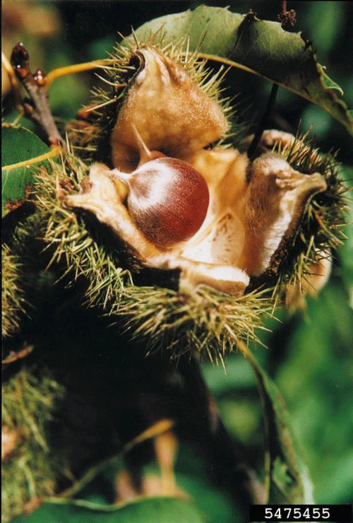 Less chestnut weevils, more quality chestnuts - Country Culture