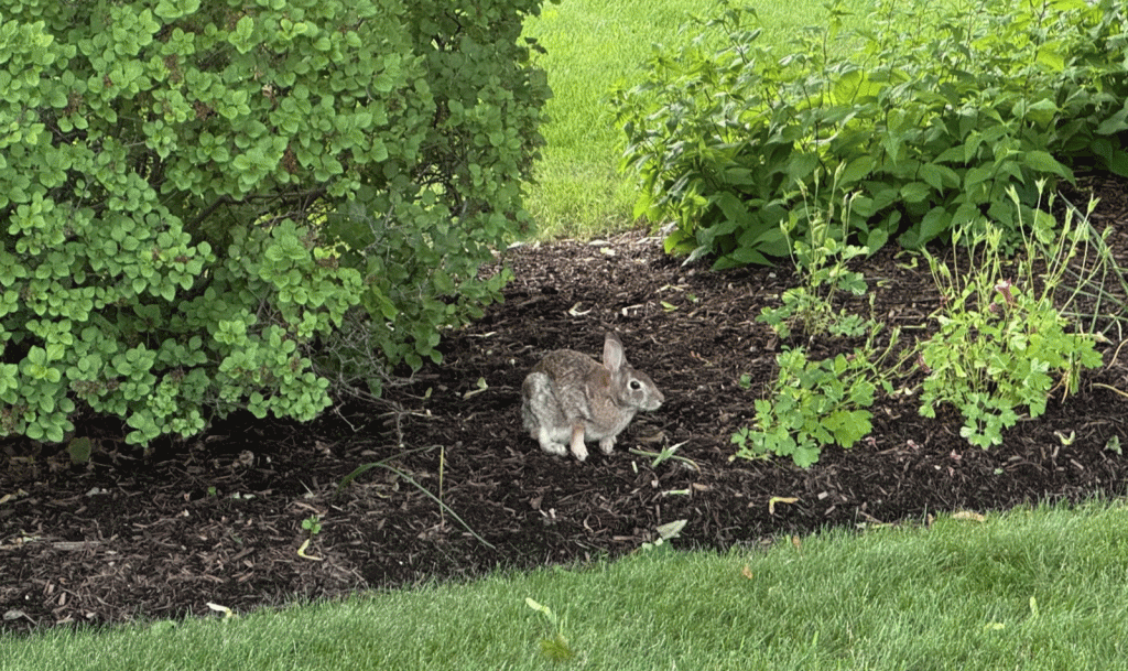 Rascally rabbits in the garden - Country Culture