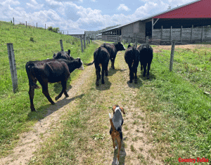 Delaware County farm welcomes triplets - Country Culture