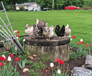 September is National Chicken Month and National Food Safety Education ...