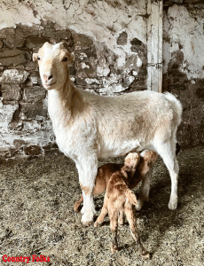 Natural breeding, synchronization & AI for sheep & goats - Country Culture
