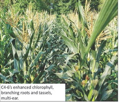 Advancing organic agriculture: Nitrogen-fixing corn - Country Culture