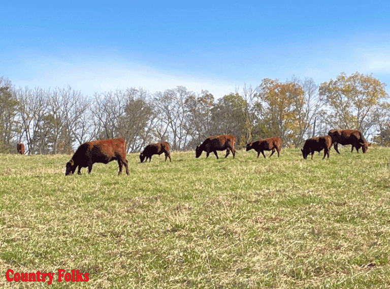 Balancing nutrition for pregnant beef cows - Country Culture