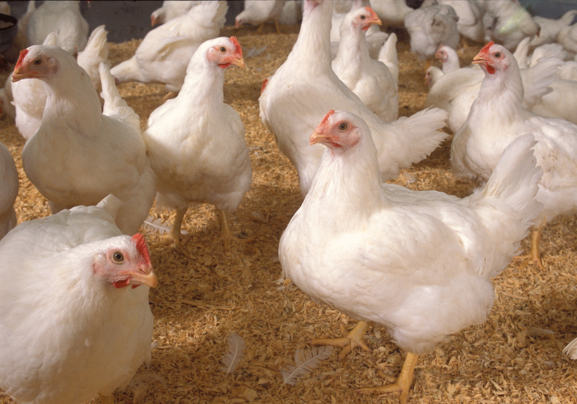 Raising meat birds - Country Culture