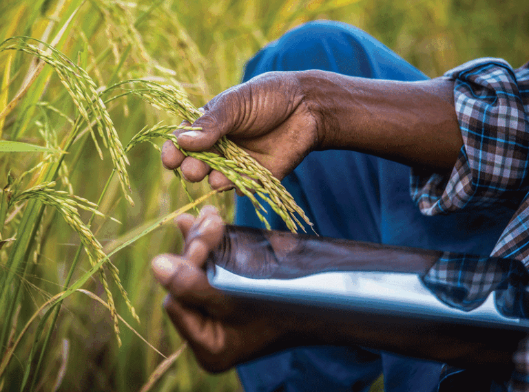 Why cover crops are worthwhile - Country Culture
