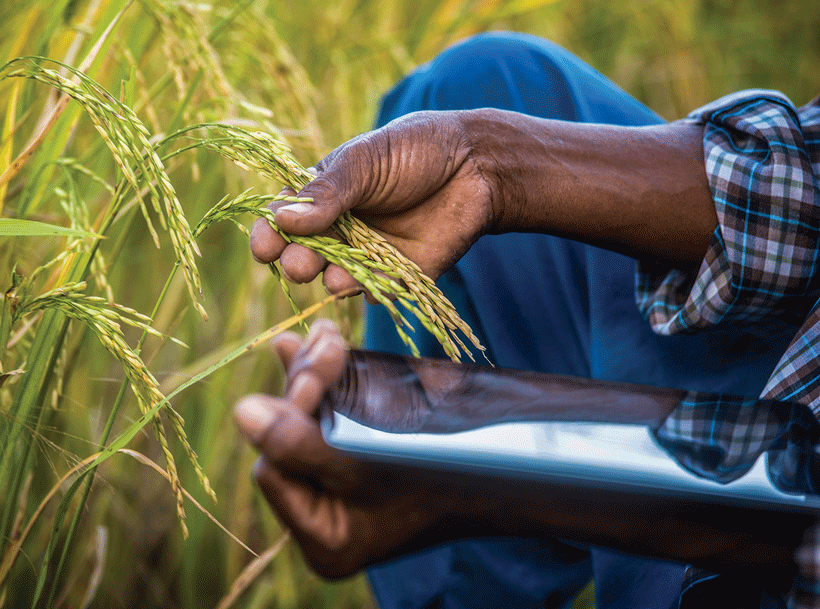 Why cover crops are worthwhile - Country Culture
