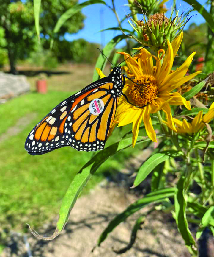 Boosting yield by eliminating waste - Country Culture