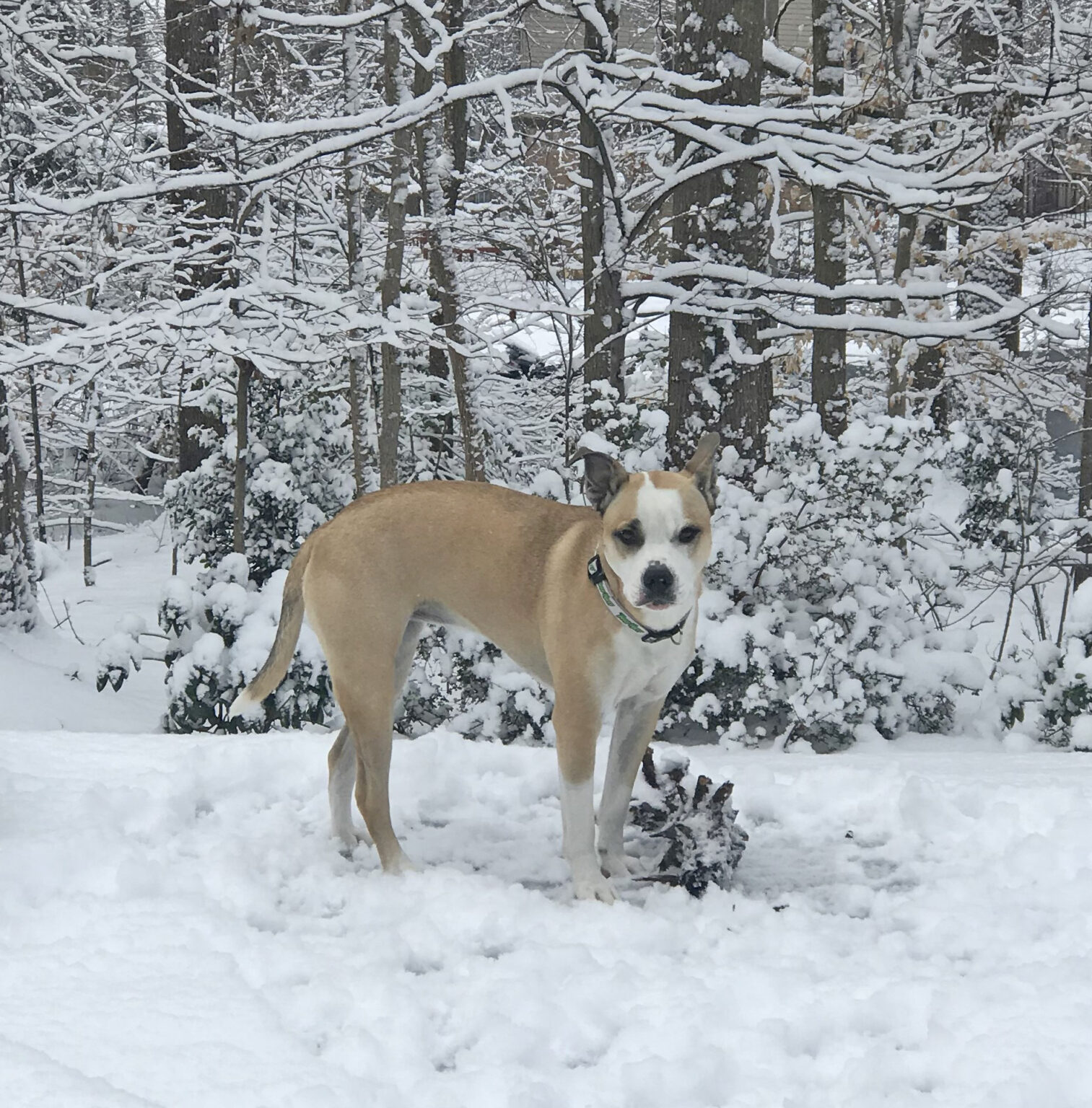 Loving llama life at the Big E - Country Culture