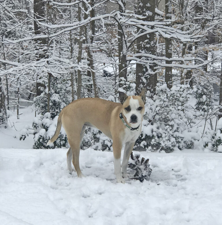 Pandemic boosts sales for Virginia internet-only retail grower ...