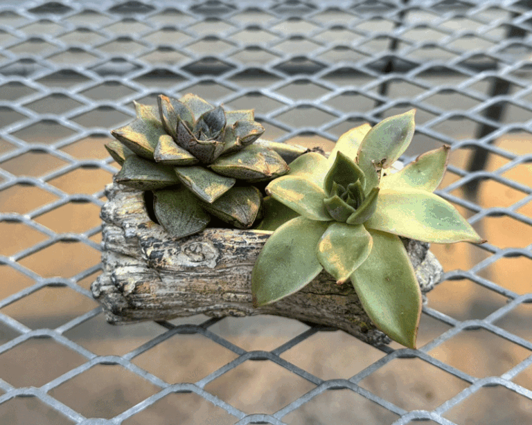 Finding light in darker days: How nature supports winter well-being ...