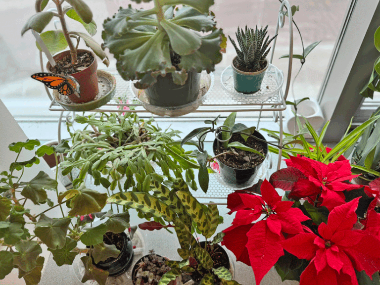 Understanding climate grief - Country Culture