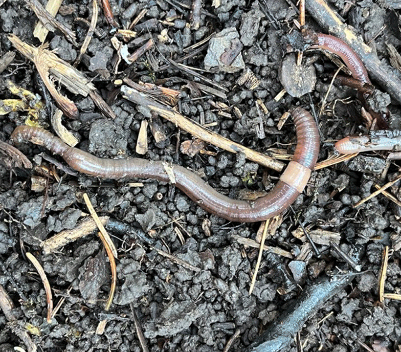 Concerns about jumping worms - Country Culture