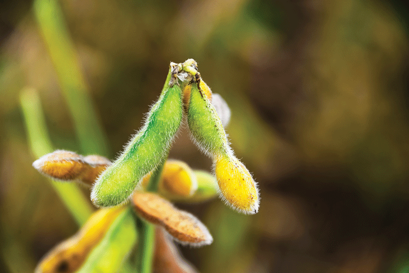 Weed mitigation in soybeans - Country Culture