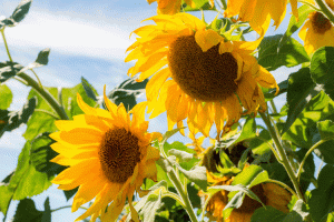 Flowers in the vegetable garden - Country Culture
