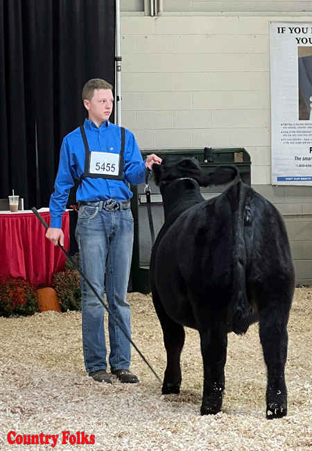 Simmental Cattle Show at the Big E - Country Culture